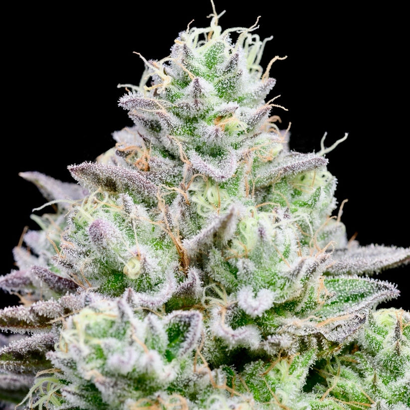 Blue Zushi (TenCo Cut) – Legit Cuts