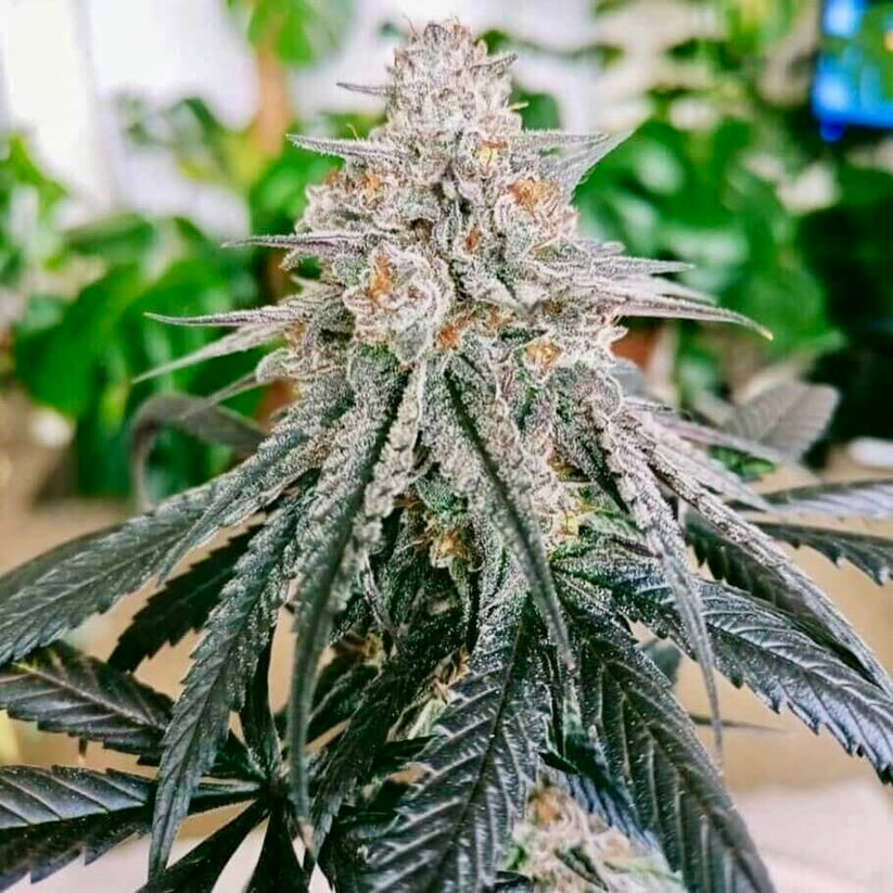 Blue Zushi (TenCo Cut) – Legit Cuts